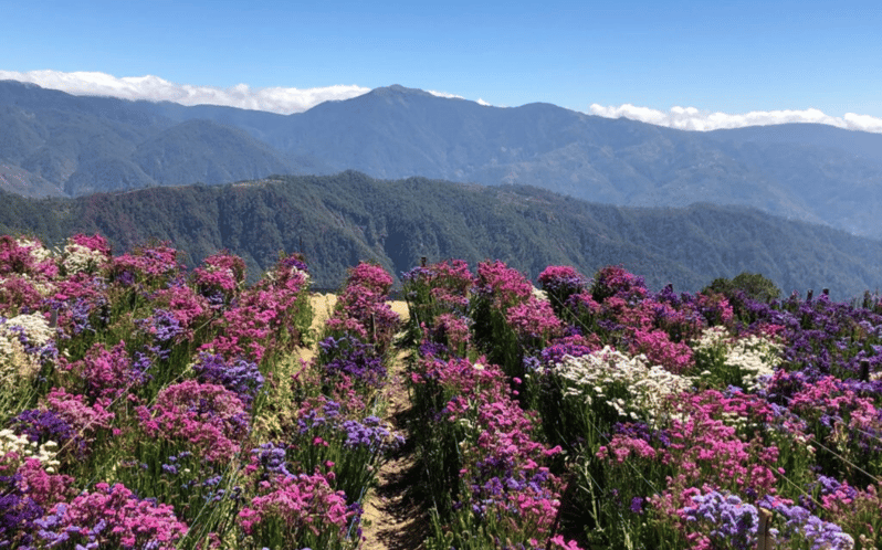 Baguio Atok Flower Blossoms (Private Tour) | GetYourGuide