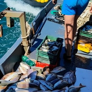 Traditional fishing boat tour | GetYourGuide