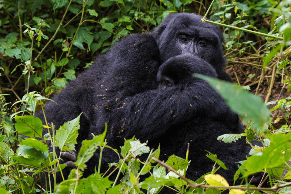 4 Days Gorilla Experience and Game Drive | GetYourGuide