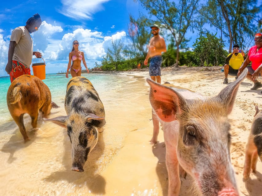 Nassau: Sun Cay and Swimming Pigs Boat Trip with Lunch | GetYourGuide