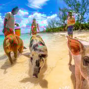 Nassau: Sun Cay and Swimming Pigs Boat Trip with Lunch | GetYourGuide
