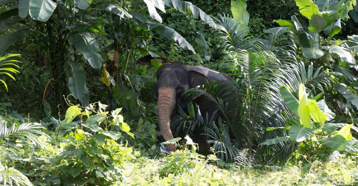 Krabi: Unique Dawn Ethical Elephant Sanctuary Experience | GetYourGuide