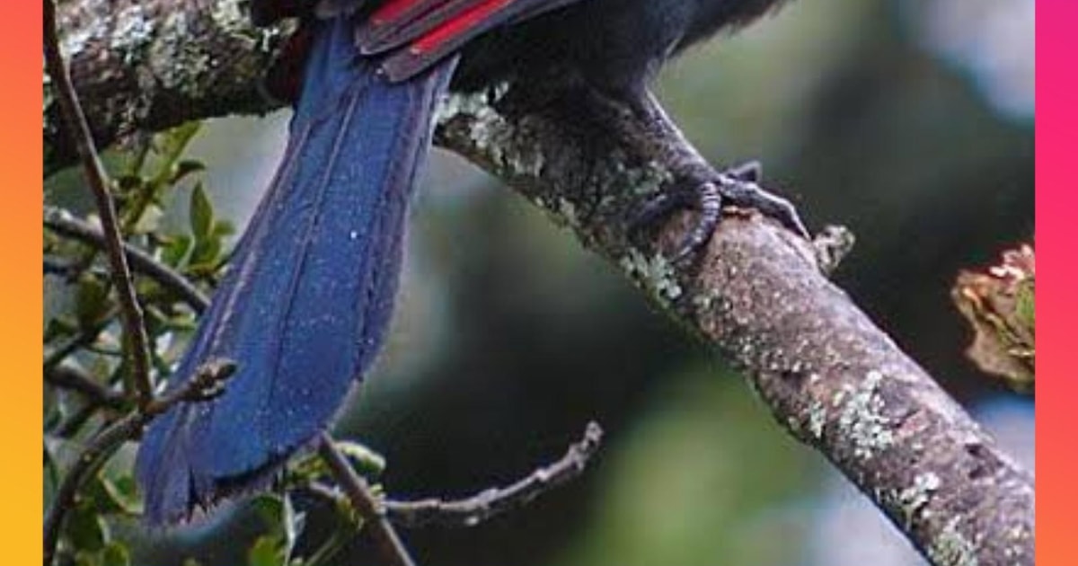 Addis Ababa: 10-Day Ethiopian Endemic Birdwatching Tour | GetYourGuide