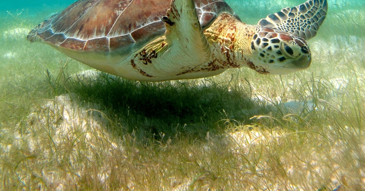 Tulum & Turtles Private Tour | GetYourGuide