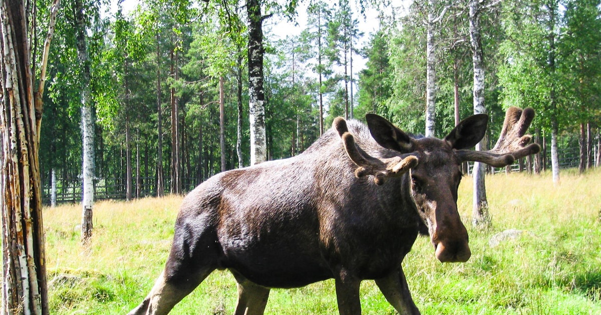 Ranua Wildlife Park Day: Visit the Arctic Animals | GetYourGuide