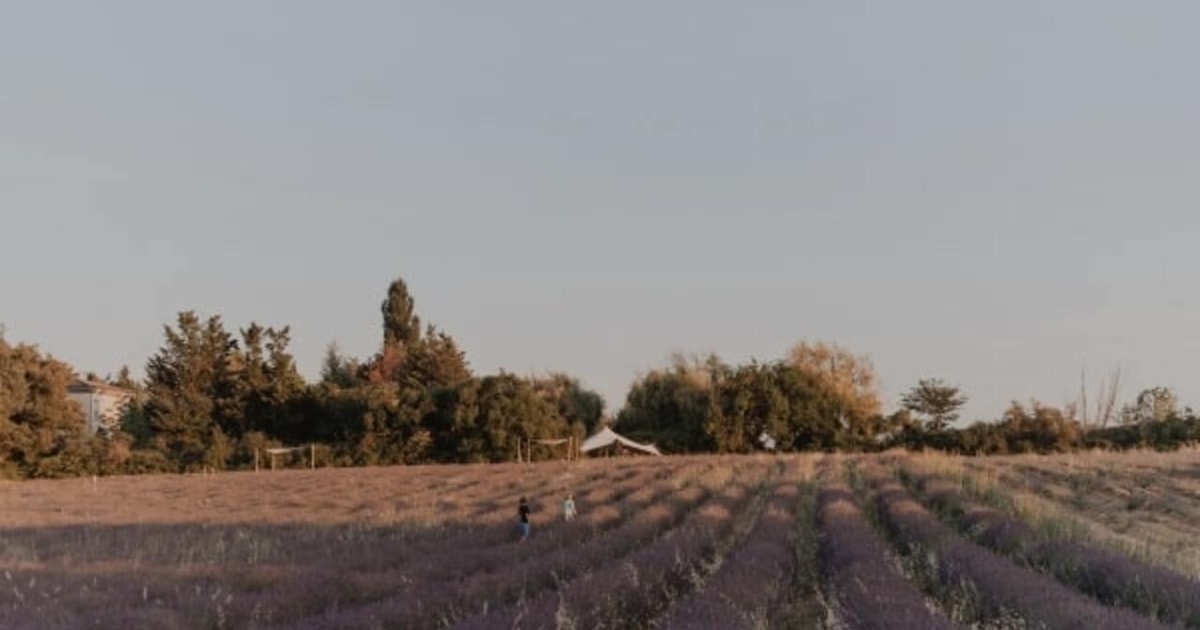 Aix-en-Provence: Visit a Lavender Field + Snacking at TERRE UGO ...