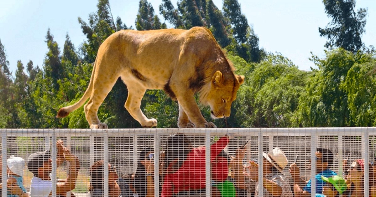 Safari Park, wild experience | GetYourGuide
