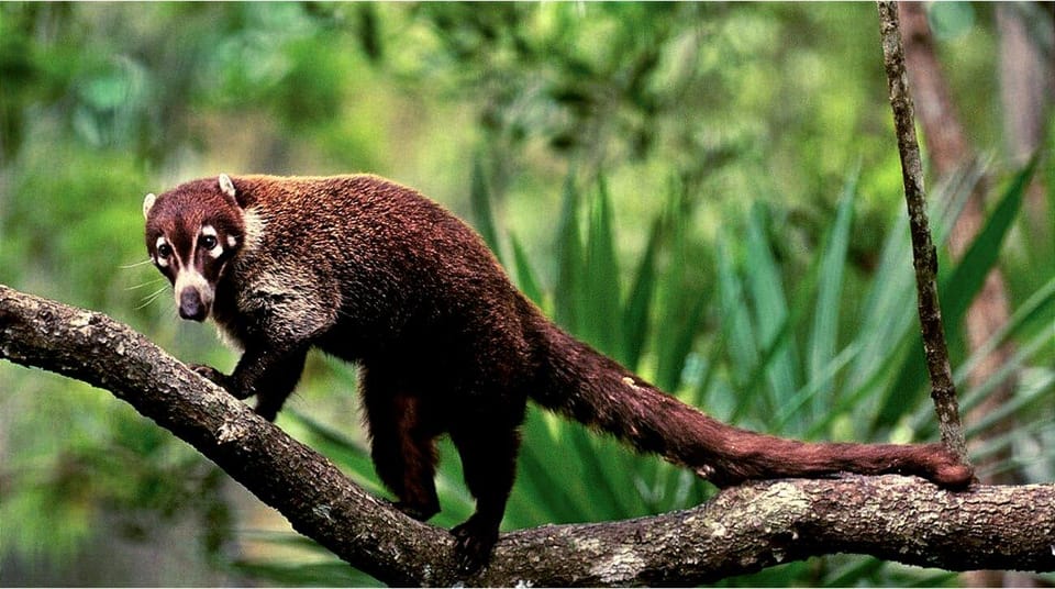 Paseo guiado por la Flora y Fauna de Monteverde | GetYourGuide