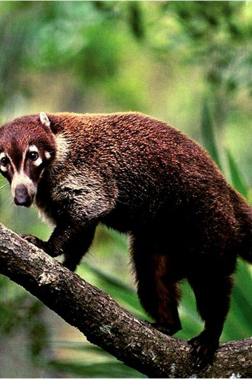La Fortuna Flora and Fauna Guided Hike with Entrance Fee | GetYourGuide