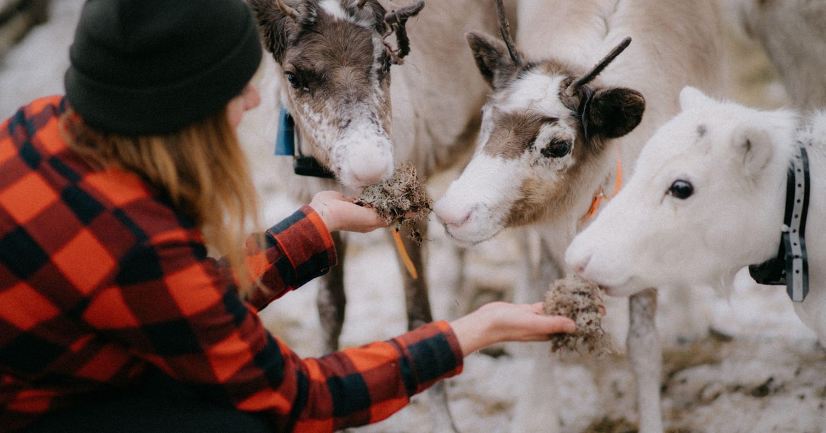 Levi: Ice Fishing, Lunch & Reindeer Visit in the Wilderness | GetYourGuide