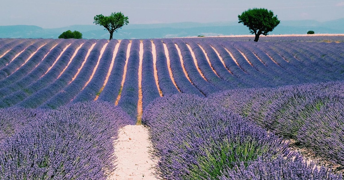 Private Day Trip to Provence and Lavender Fields | GetYourGuide