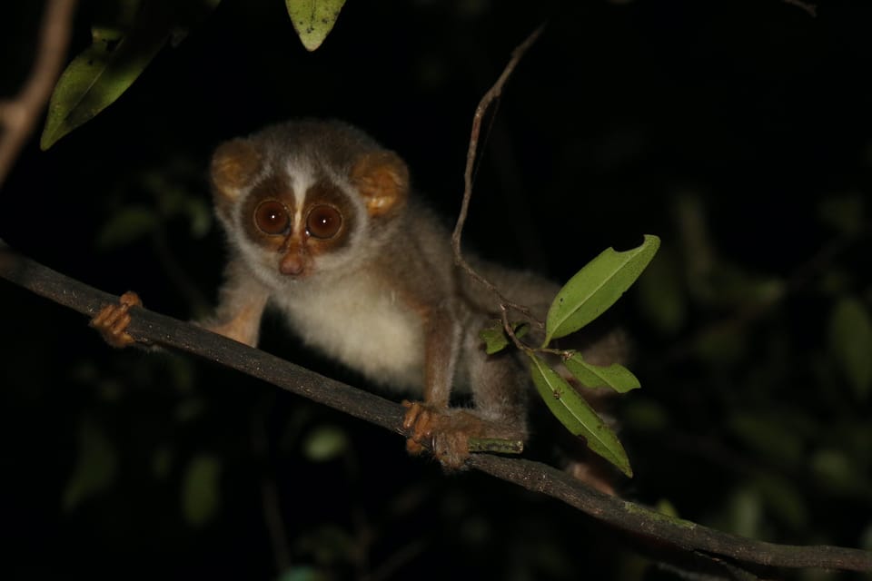 Night Hike to see Elusive & Rare Loris in Sigiriya | GetYourGuide
