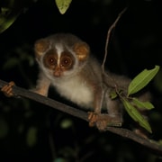 Night Hike to see Elusive & Rare Loris in Sigiriya | GetYourGuide
