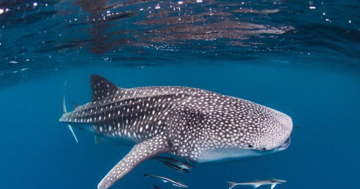 AMAZING SUMBAWA WHALE SHARK TOUR | GetYourGuide
