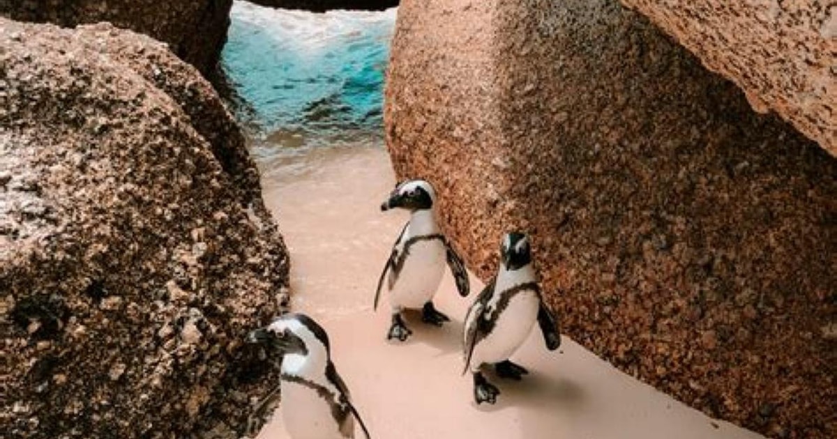 Kapstadt: Tour zum Kap der Guten Hoffnung, zu den Pinguinen und zum Leuchtturm | GetYourGuide