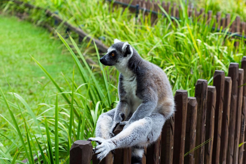 From Brisbane: Australia Zoo Transfer and Entry Ticket | GetYourGuide