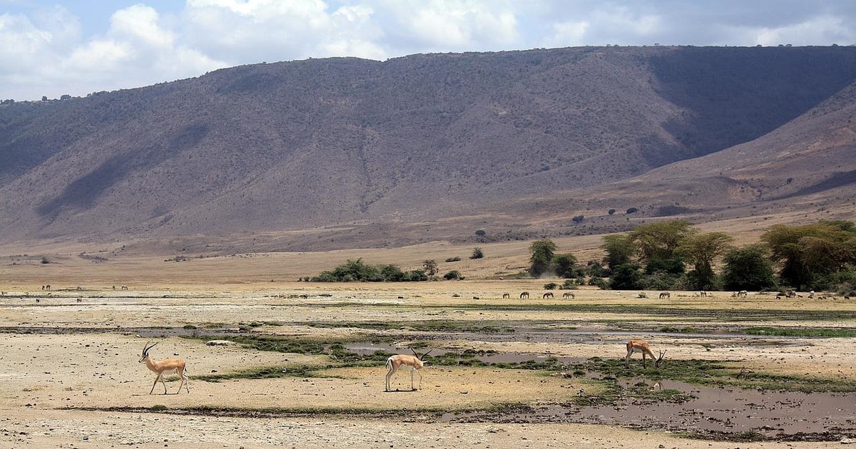 Day tour to Ngorongoro Crater from Arusha | GetYourGuide