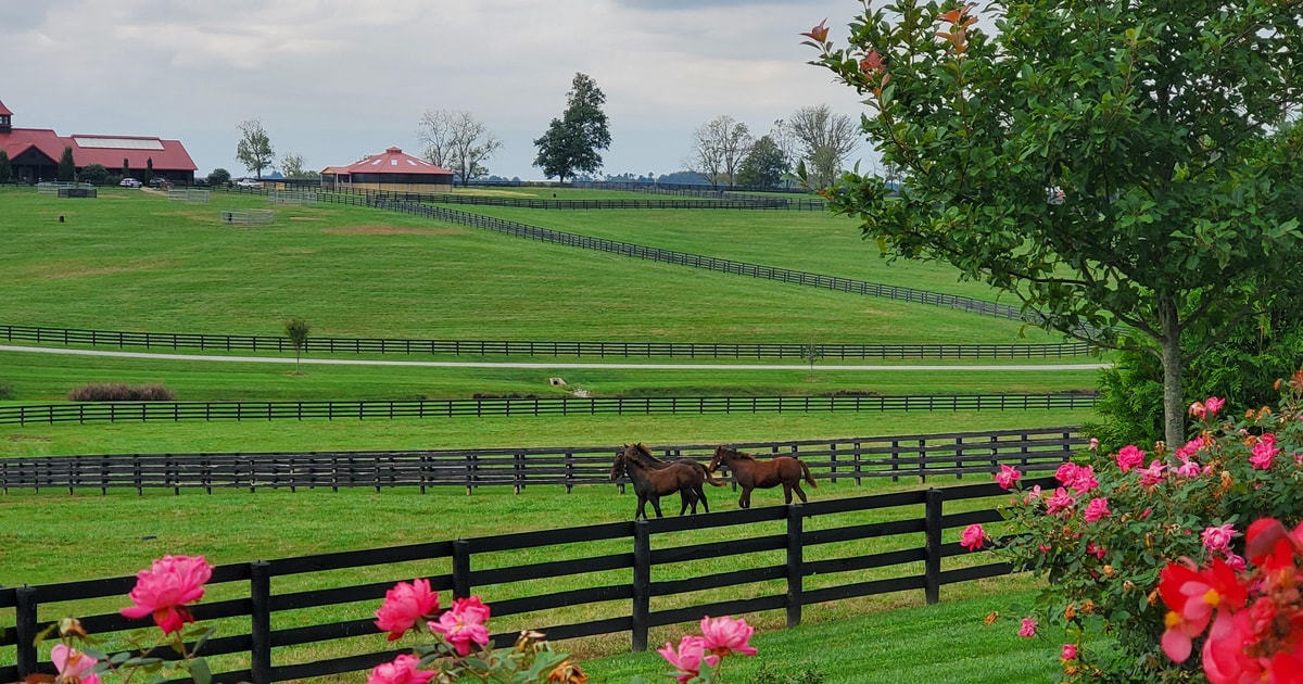 From Lexington: Kentucky Horse Farms Tour | GetYourGuide