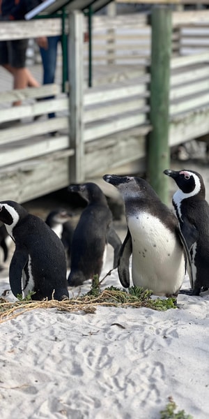 Excursión de un día por el Cabo de las Agujas | El extremo más ...