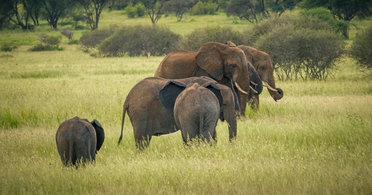 Makuyuni Wildlife Park: Intimate Walking Safari & Game Drive | GetYourGuide