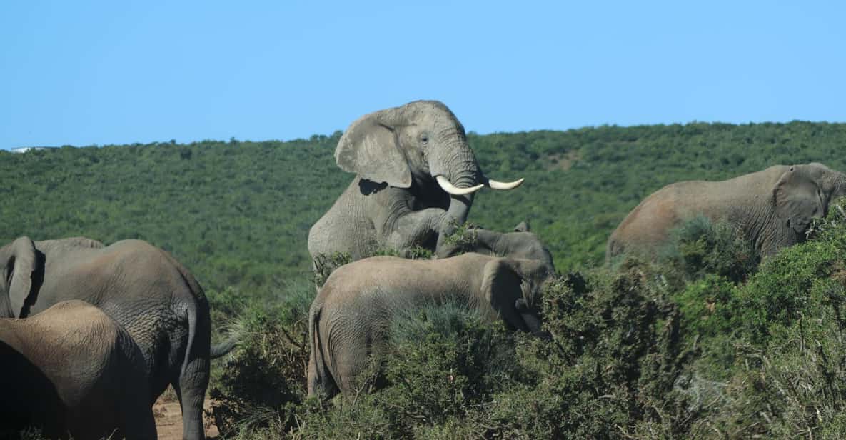 Addo: Game Drive in Addo Elephant National Park Privé | GetYourGuide