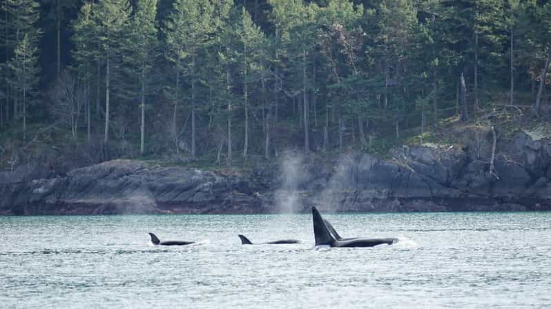 Orcas Island: Orca Whales guaranteed boat tour | GetYourGuide