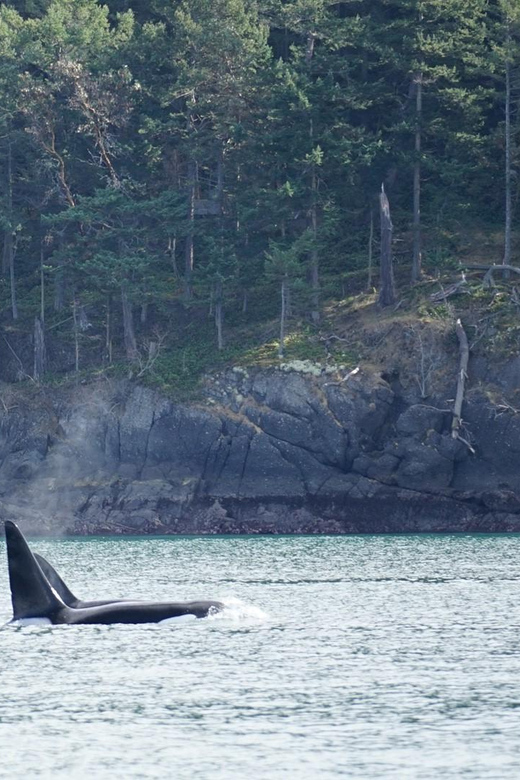 Orcas Island: Orca Whales guaranteed boat tour | GetYourGuide