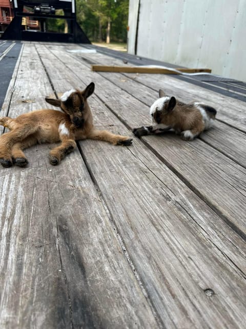 Houston: Adorable mini goats experience e | GetYourGuide