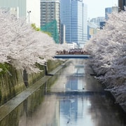 Tóquio: Caminhada das flores de cerejeira no rio Meguro e entrada no ...