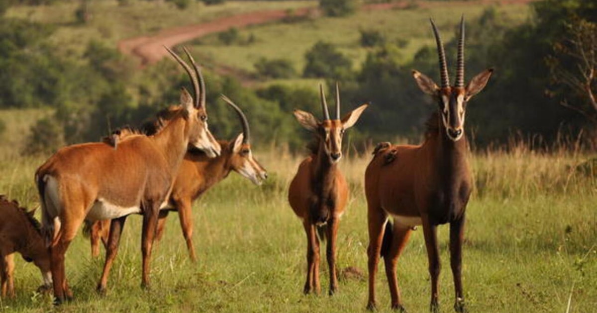 Excursión de 1 día a las Colinas de Shimba | GetYourGuide