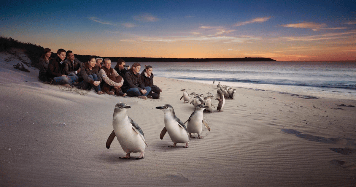 Melbourne:Private Day Tour to Puffing Billy+Penguins Parade | GetYourGuide