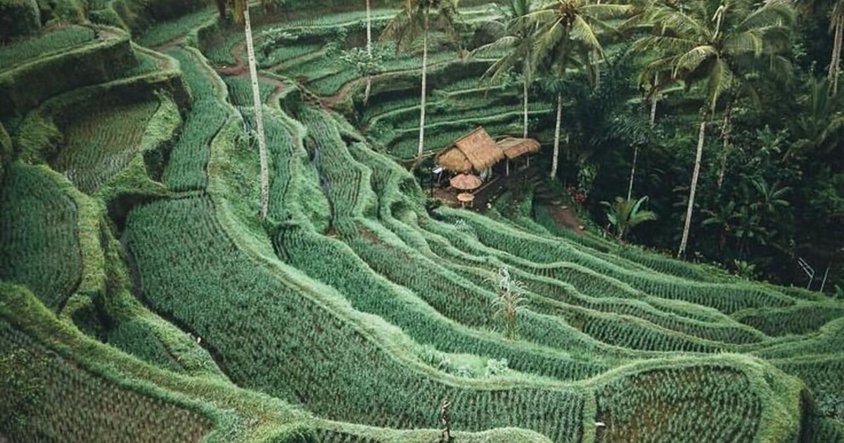 One Day Tour of Ubud Area Includes Entrance Ticket Waterfall | GetYourGuide