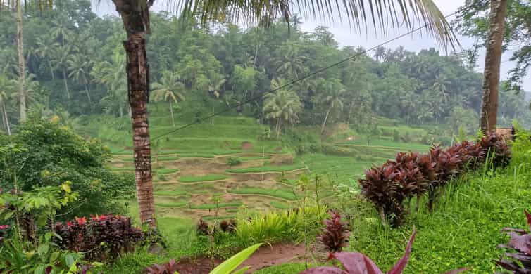 Bali: Sacred Monkey Forest, Rice Terraces & Ritual Tour | GetYourGuide