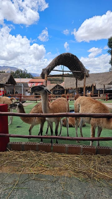 Cusco: Alpaca and Llama Farm Tour w/ Transfer & Weaving Demo | GetYourGuide Cusco: Alpaca and Llama Farm Tour w/ Transfer & Weaving Demo | GetYourGuide