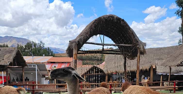Cusco: Alpaca and Llama Farm Tour w/ Transfer & Weaving Demo | GetYourGuide