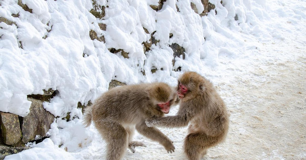 Tokio: tour privado al parque de los macacos de Nagano con guía en ...