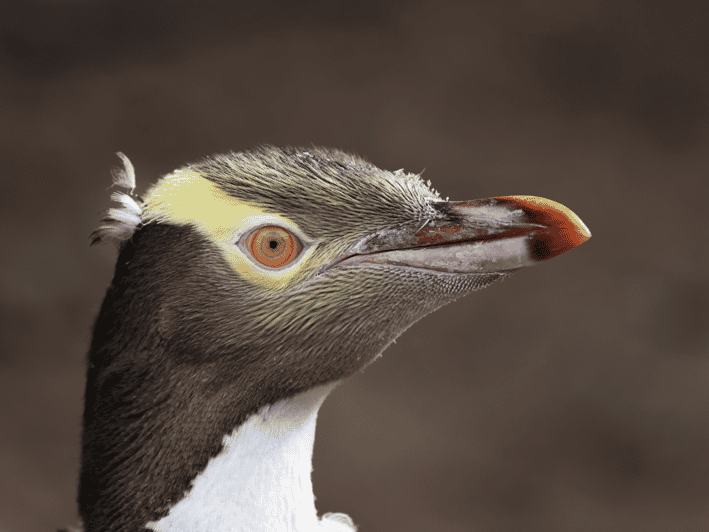 Dunedin: Wildlife and Penguin Tour | GetYourGuide