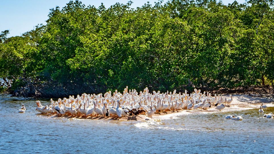 Everglades National Park: Pontoon Boat Tour & Boardwalk | GetYourGuide
