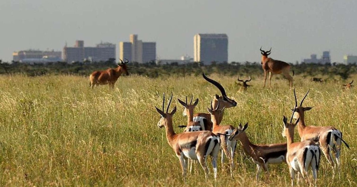 Nairobi City Excursion & Highlights Guided Tour | GetYourGuide