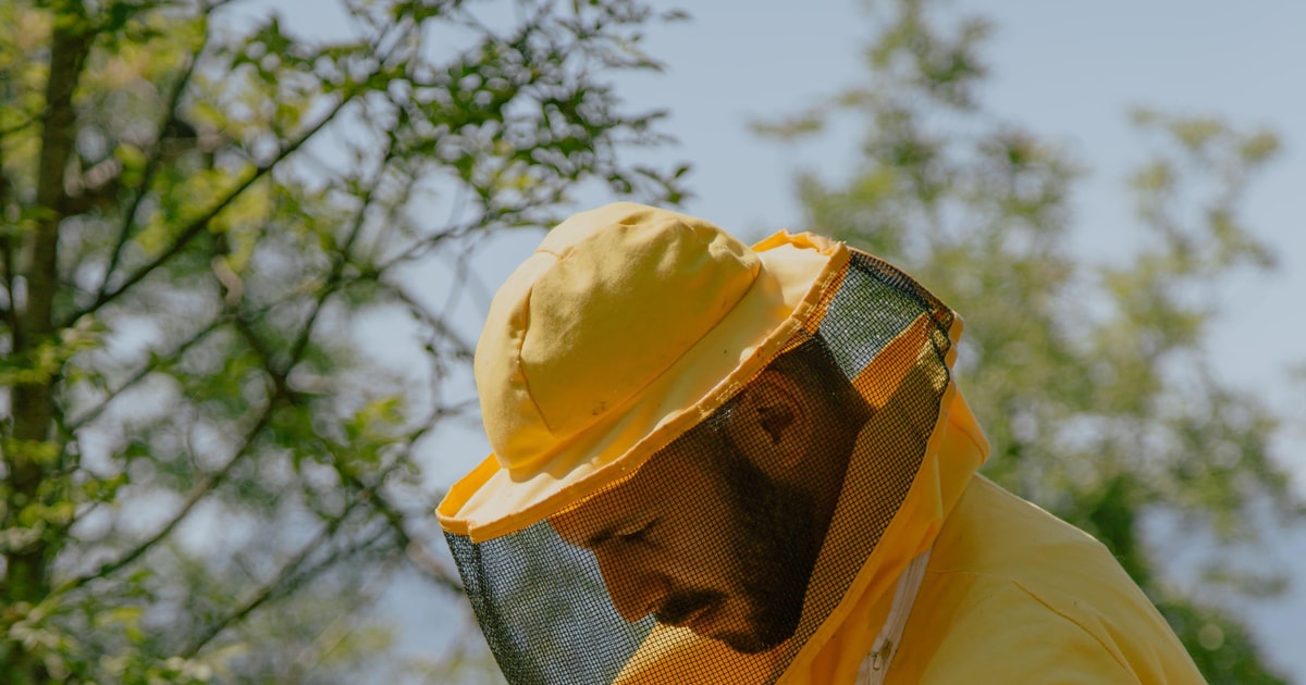 A day as a beekeeper: an adventure among mountains and nature ...