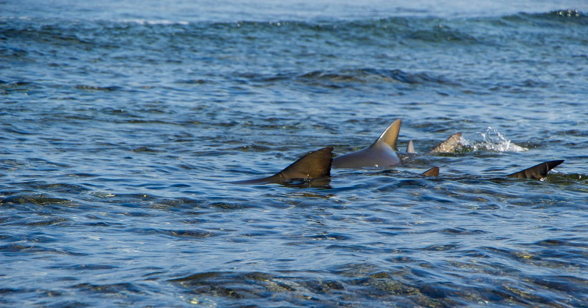 Sal Island: Private Tour to Shark Watching and Salt Lake | GetYourGuide