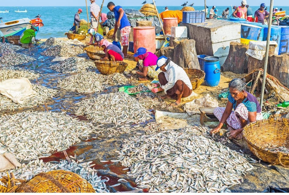 From Colombo: Lagoon Bliss: Dutch Canal Delight | GetYourGuide