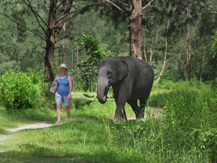 Půlden: Koupání slonů a rafting na bambusu | GetYourGuide