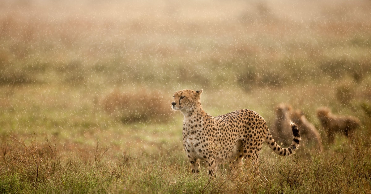 Serengeti: 3-Day Fly-In Fly-Out Midrange Safari | GetYourGuide