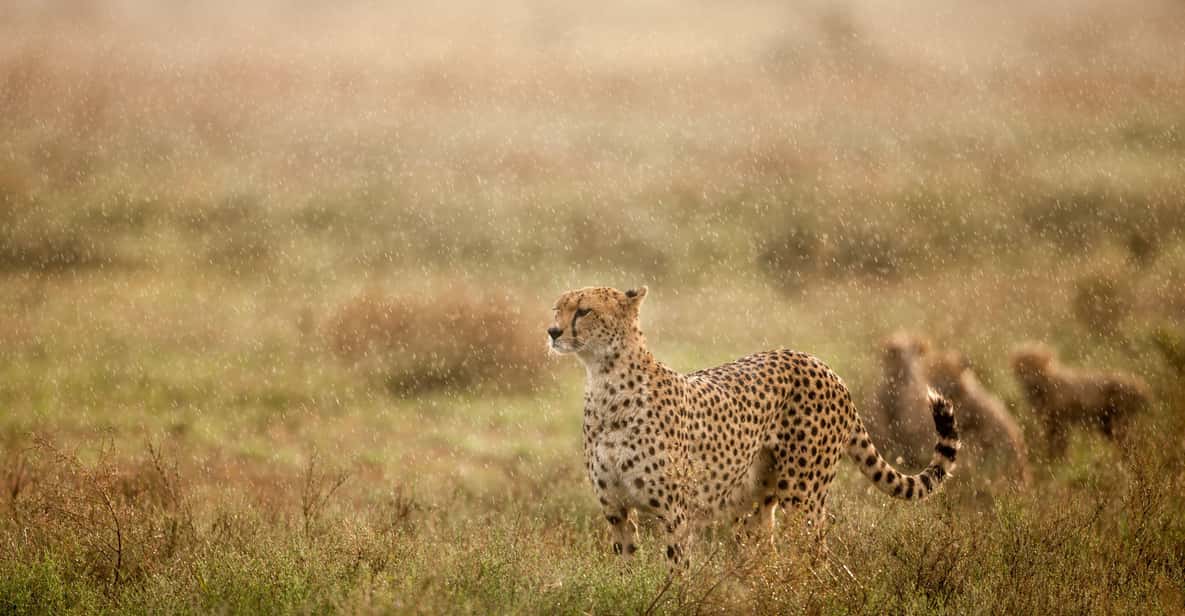 Serengeti: 3-Day Fly-In Fly-Out Midrange Safari | GetYourGuide