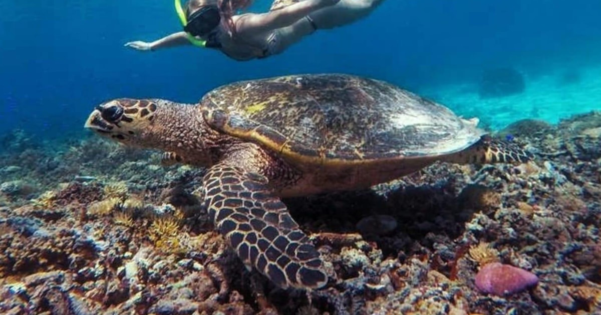Turtle Tour Gili island : Private Snorkeling 3 Gili's +GOPRO | GetYourGuide