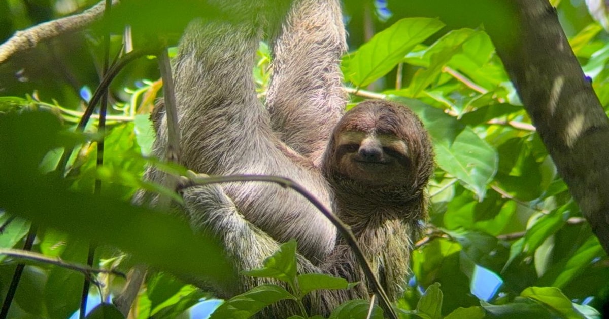 Randonnée guidée à travers la jungle de Manuel Antonio avec équipement ...