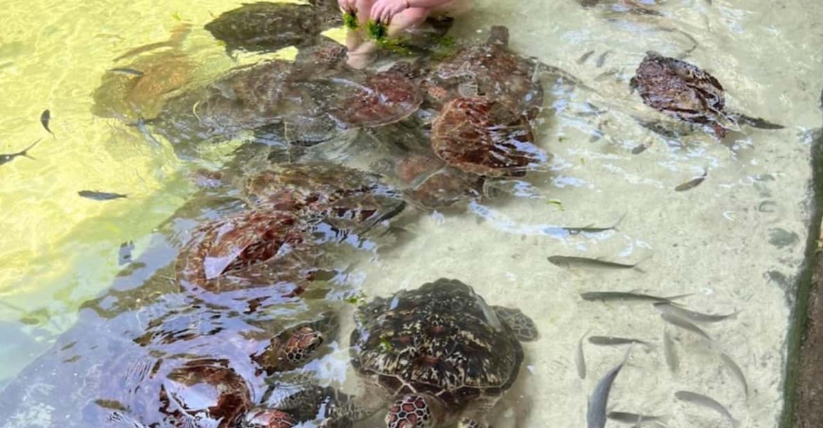 Nungwi: Plavat a šnorchlovat s želvami v lagunách Zanzibaru. | GetYourGuide