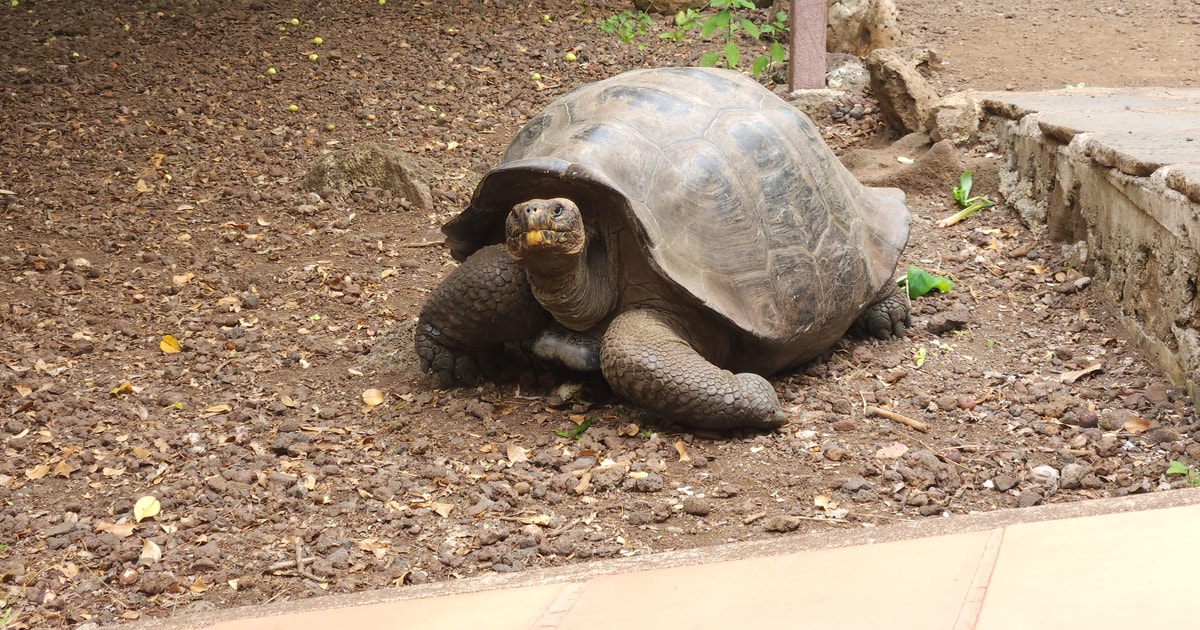 Galapagos Seemannsreise Route A 5D - 4N (2025) | GetYourGuide