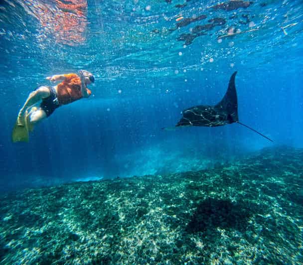 From Nusa Penida: Manta Point Sharing in Nusa Penida | GetYourGuide